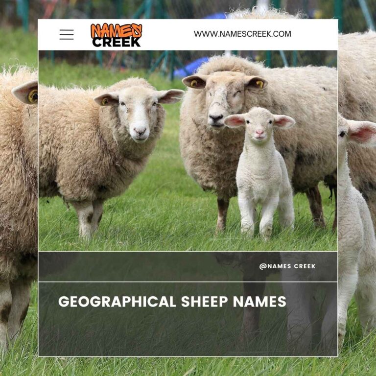 690+ Unique And Adorable Sheep Names For Your Flock
