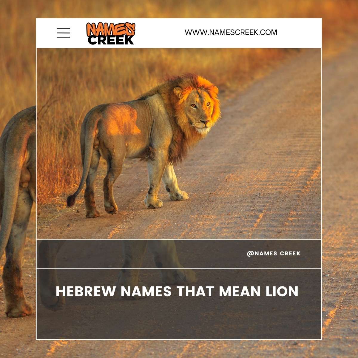 110+ Powerful Names That Mean Lion