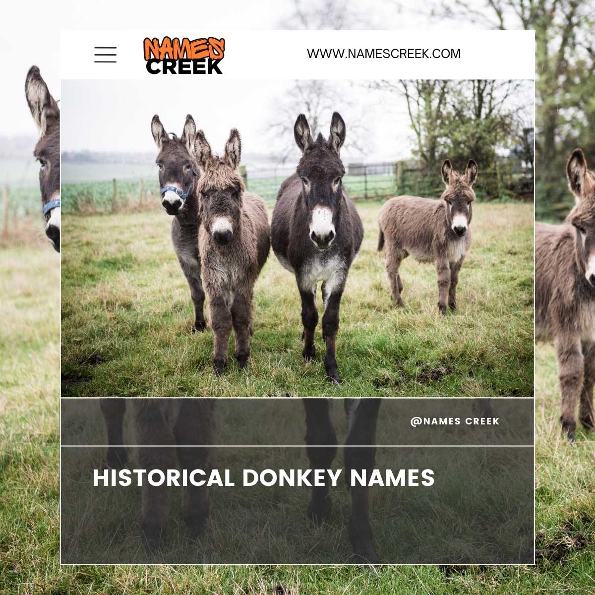 460 Best Donkey Names For Your Furry Friend + Ai Generator