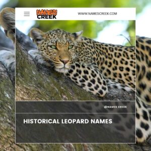 165+ Cool And Unique Leopard Names For Your Wild Cat