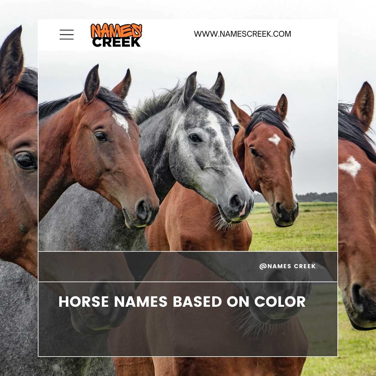 300 Stunning And Beautiful Horse Names