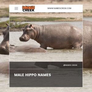 Top 400 Creative And Unique Hippo Names + Generator