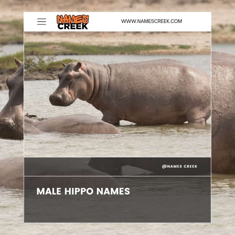 Top 400 Creative And Unique Hippo Names + Generator