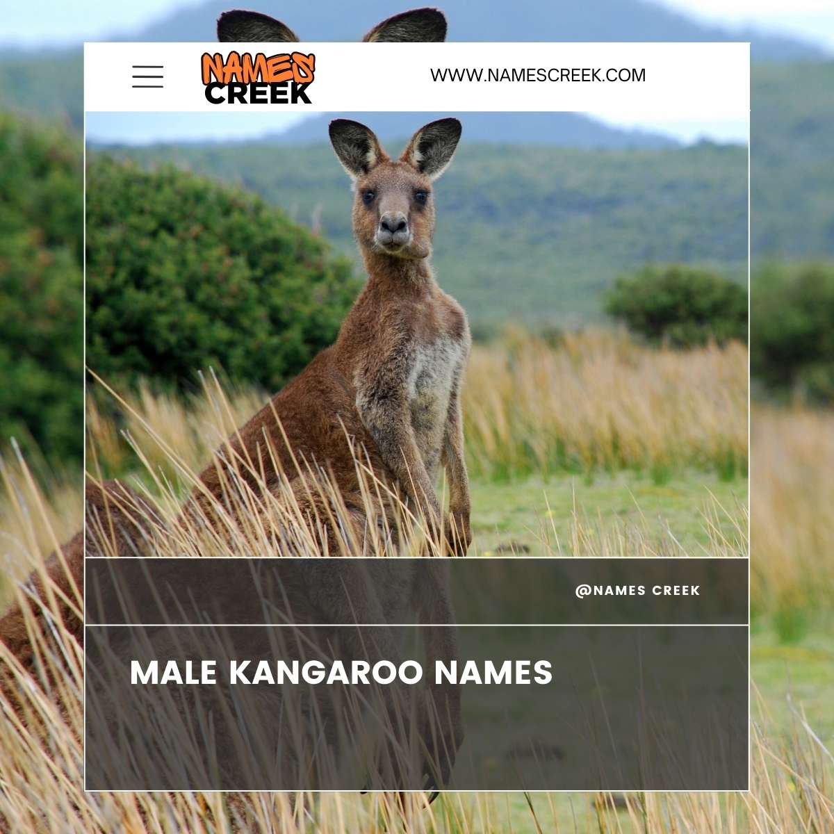 460 Unique And Funny Kangaroo Names + Ai Generator