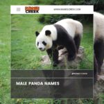 400+ Unique Panda Names To Choose For Your Adorable Furry Friend +Generator