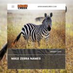 365 Unique Zebra Names For Your Striped Friends With AI Generator