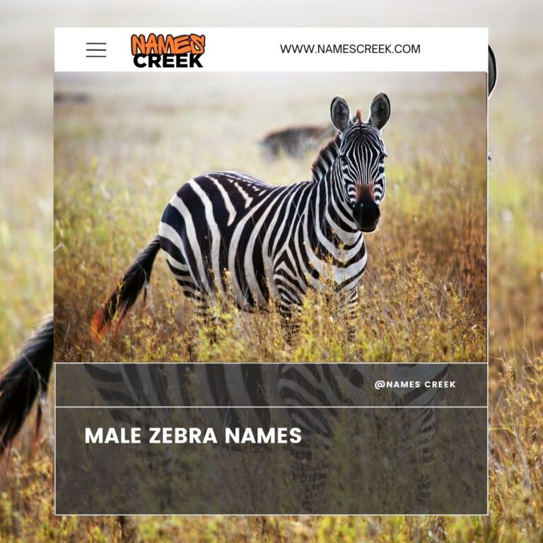 365 Unique Zebra Names For Your Striped Friends With AI Generator