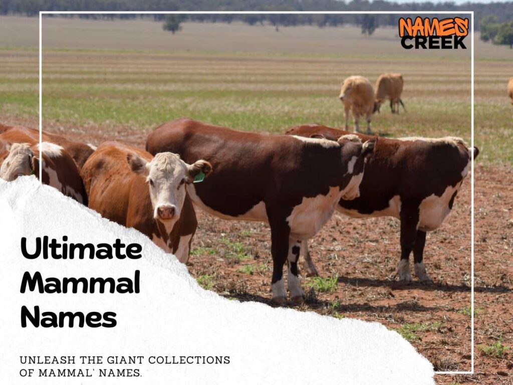 The Ultimate Guide To Mammal Names | Namescreek.com