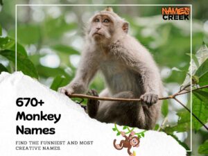 670+ Monkey Names: Unique Ideas For Naming Your Pet Monkey