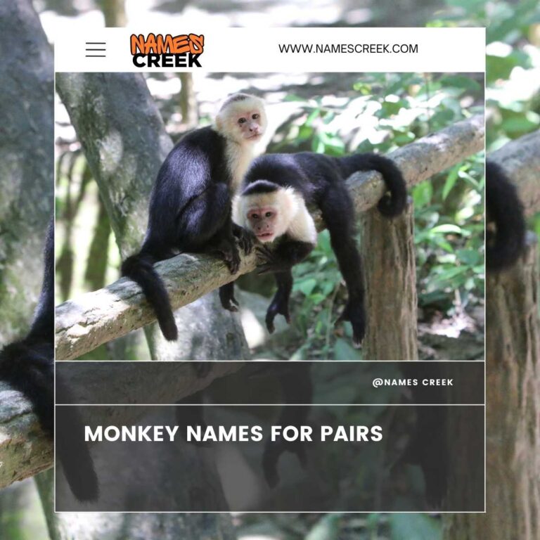 670+ Monkey Names: Unique Ideas For Naming Your Pet Monkey