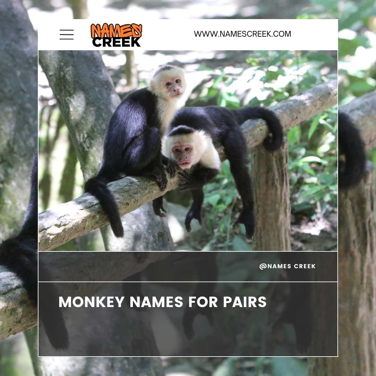 670+ Monkey Names: Unique Ideas For Naming Your Pet Monkey