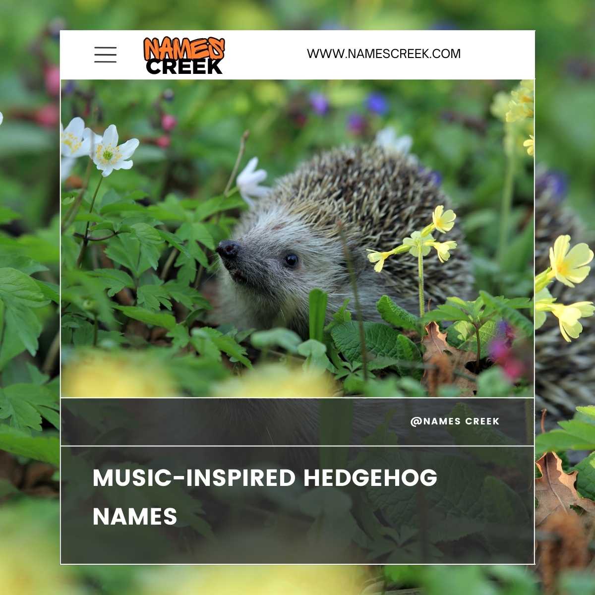 410+ Awesome Hedgehog Names