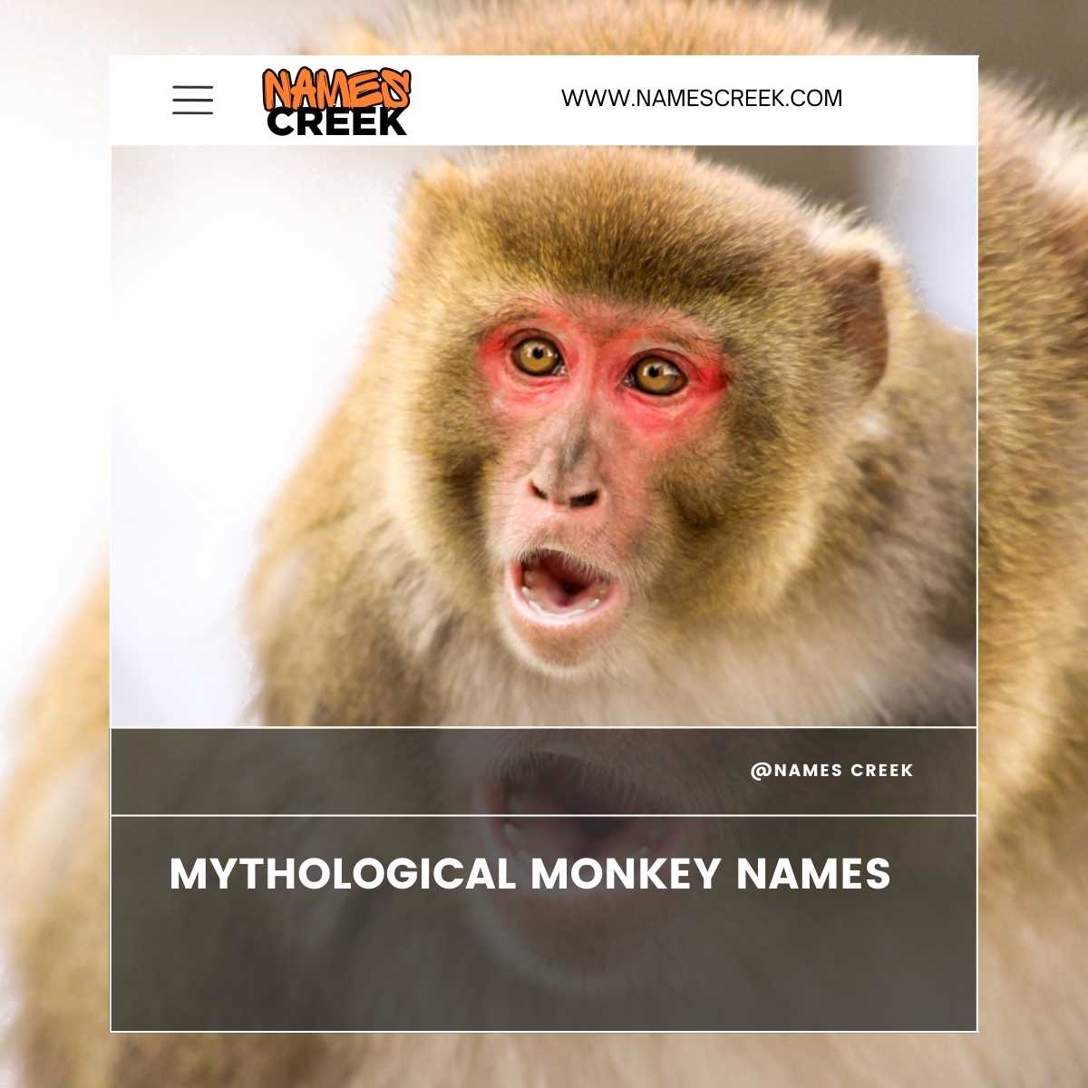670+ Monkey Names: Unique Ideas For Naming Your Pet Monkey
