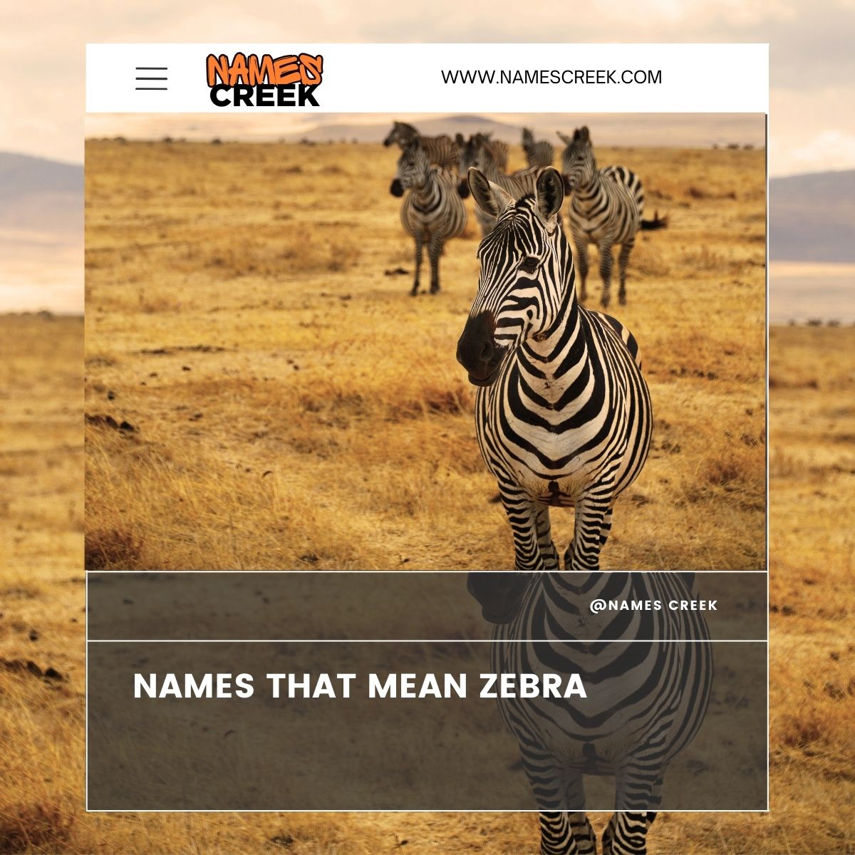 365 Unique Zebra Names For Your Striped Friends With AI Generator
