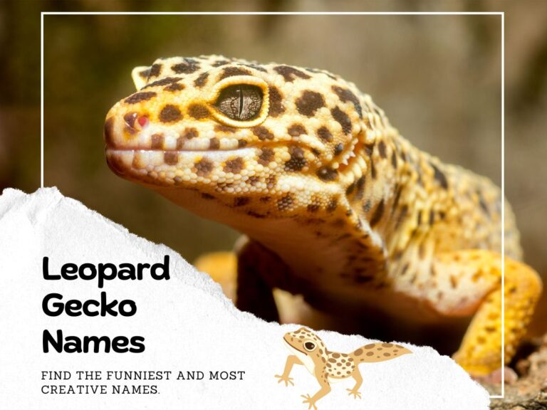 270 Cool And Awesome Leopard Gecko Names
