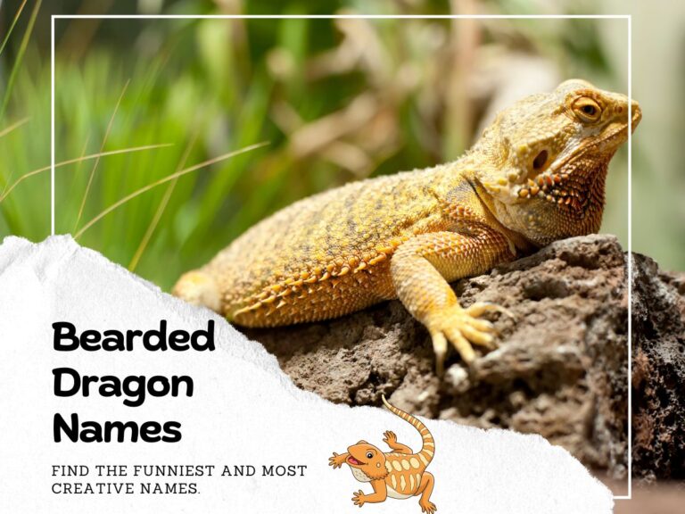 260+ Bearded Dragon Names