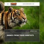 500 Best Tiger Names For Your Fierce And Fabulous Feline With Ai Generator