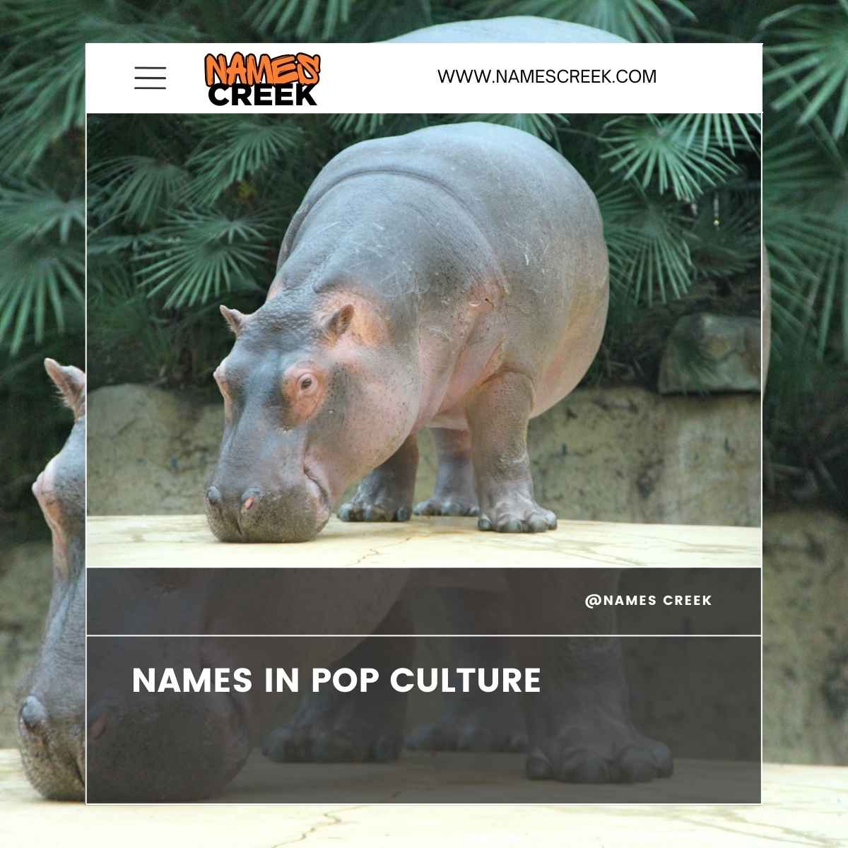Top 400 Creative And Unique Hippo Names + Generator
