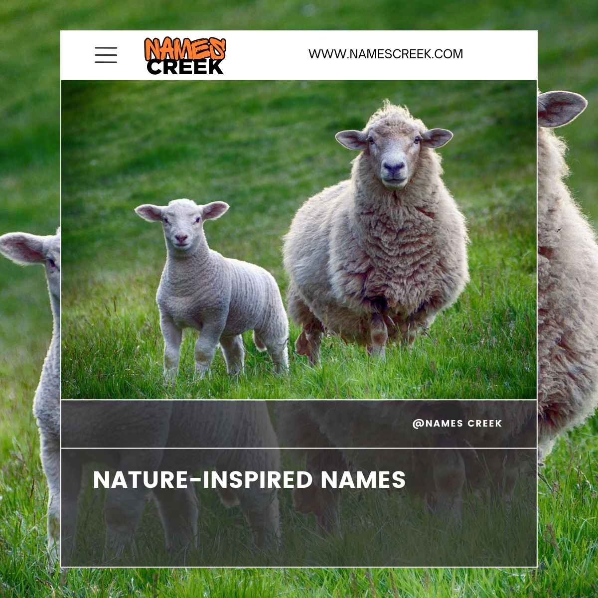 690+ Unique And Adorable Sheep Names For Your Flock