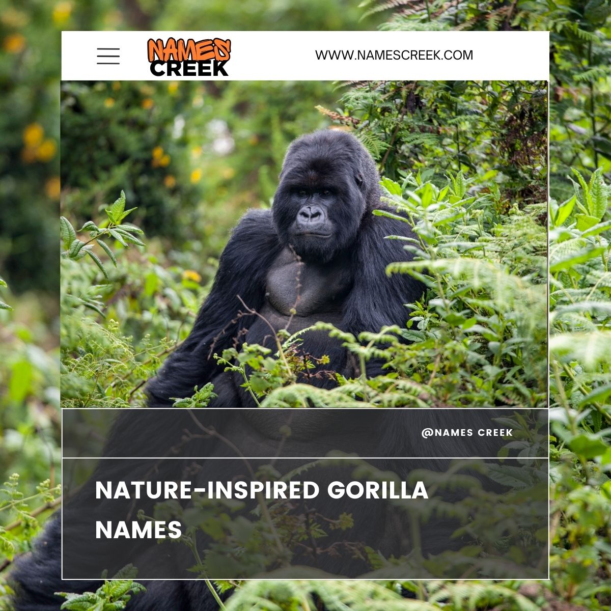 Unique Gorilla Names: Strength, Grace & Personality