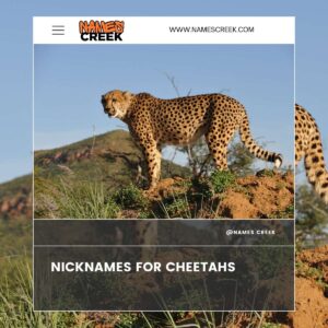 Find The Perfect Name: 210+ Unique Cheetah Names To Choose From (With ...