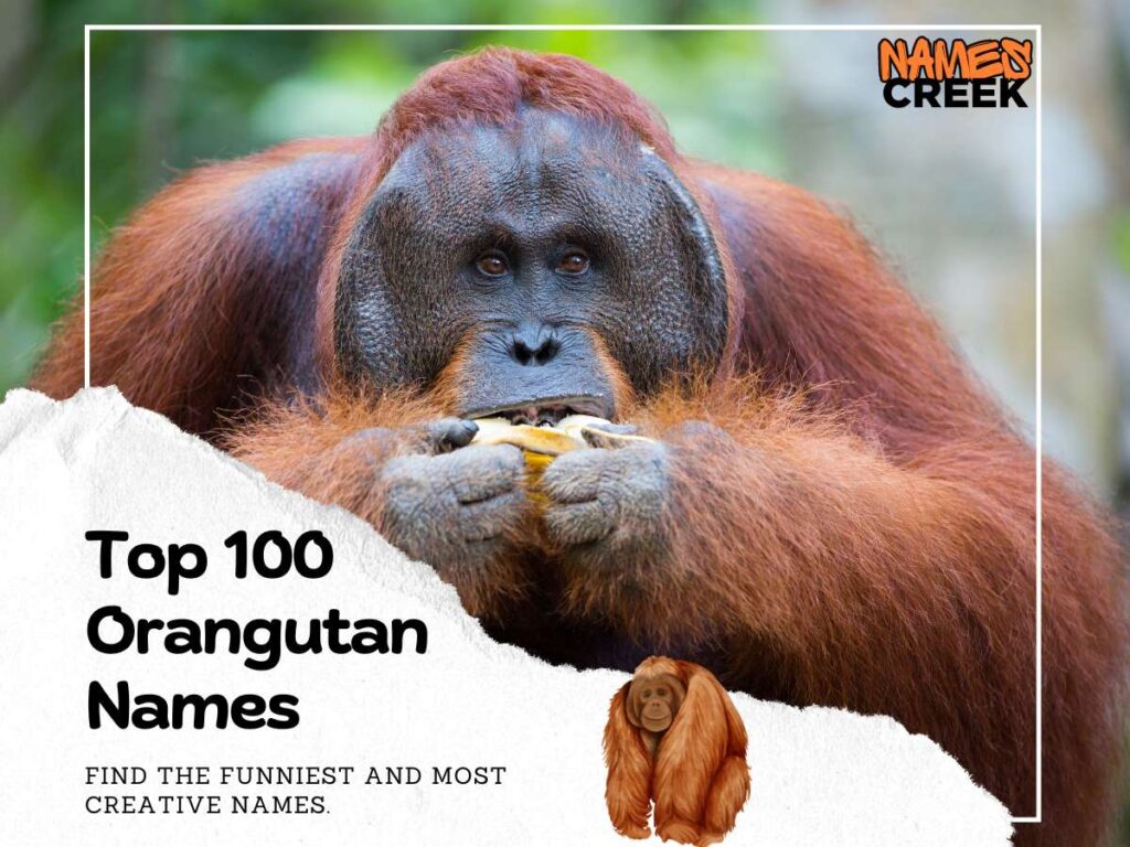 Top 100 Orangutan Names: Find The Perfect Name For Your Primate