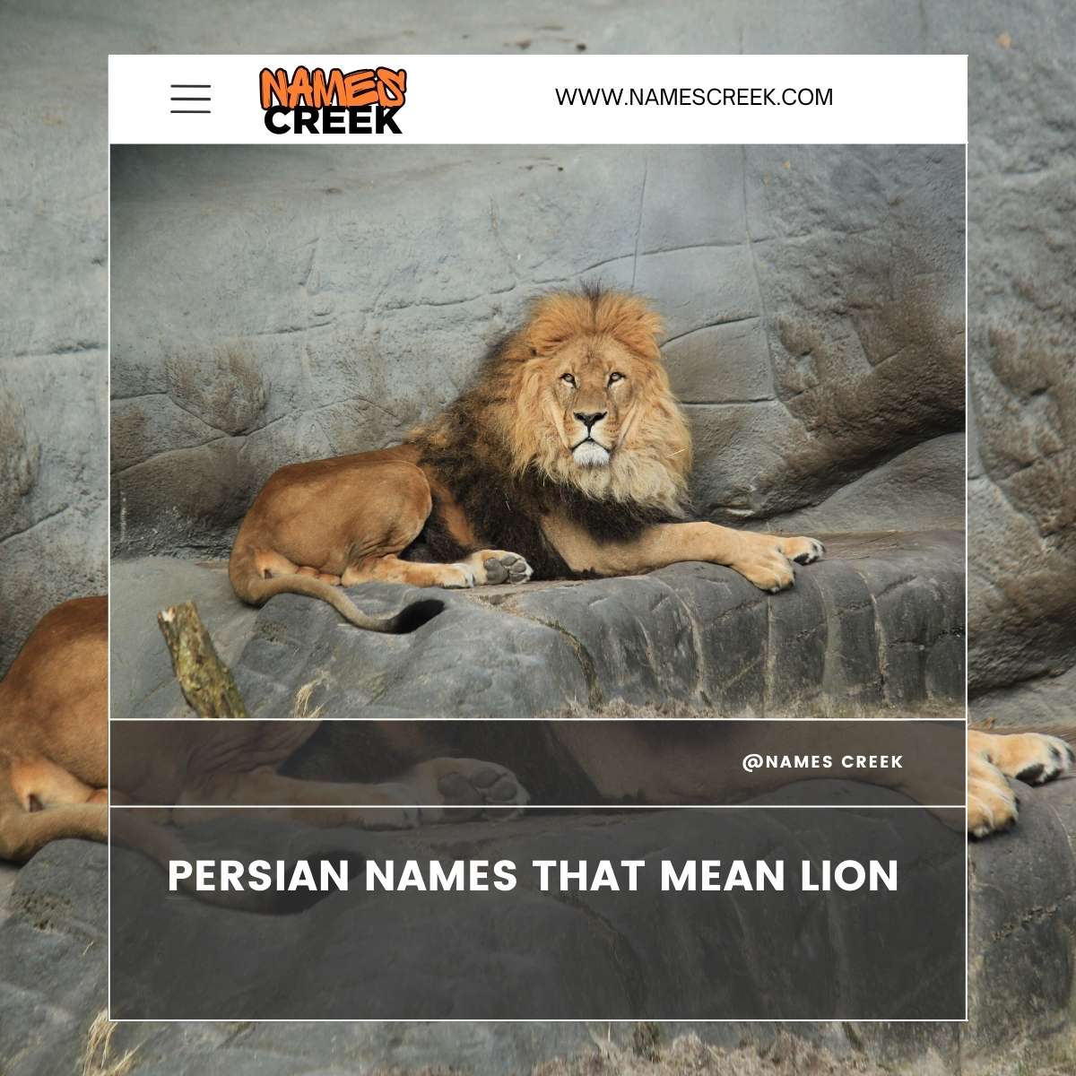 110+ Powerful Names That Mean Lion