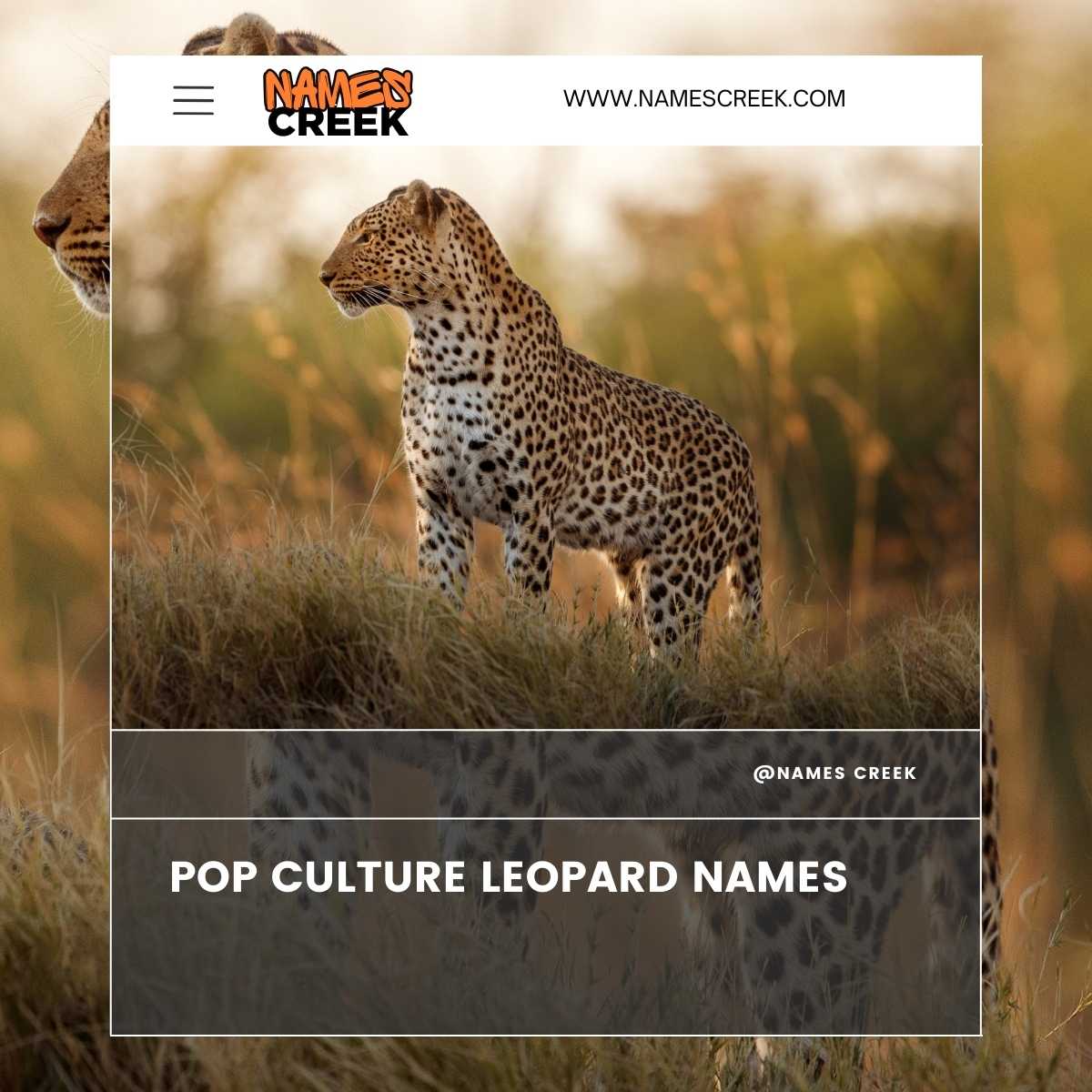 165+ Cool And Unique Leopard Names For Your Wild Cat