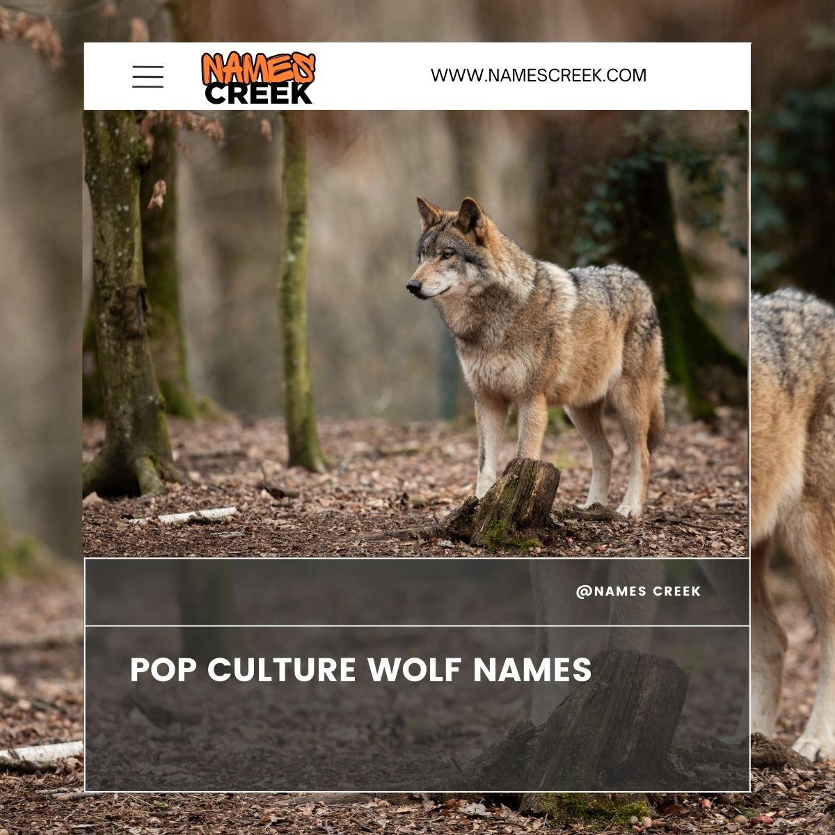 250 Wolf Names: Strong, Unique, And Unforgettable + AI Generator