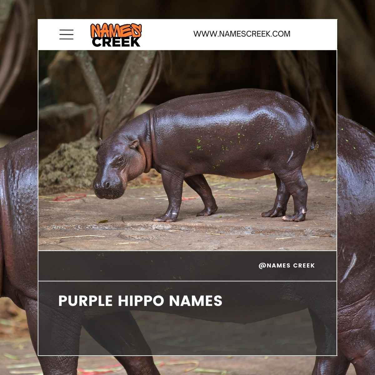 Top 400 Creative And Unique Hippo Names + Generator