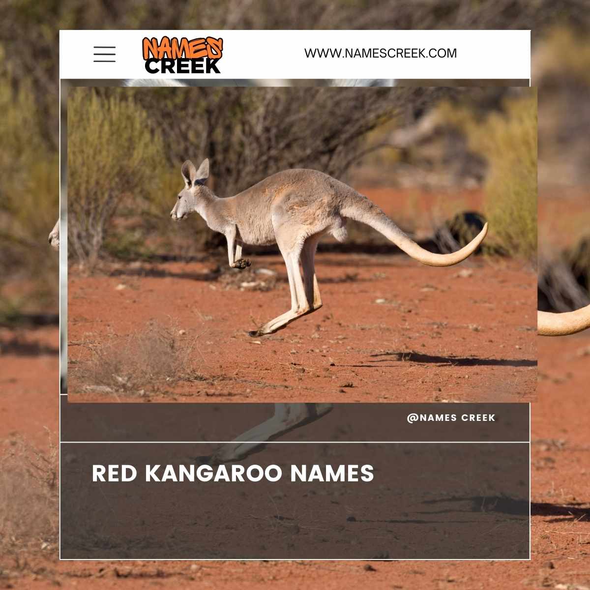 460 Unique And Funny Kangaroo Names + Ai Generator