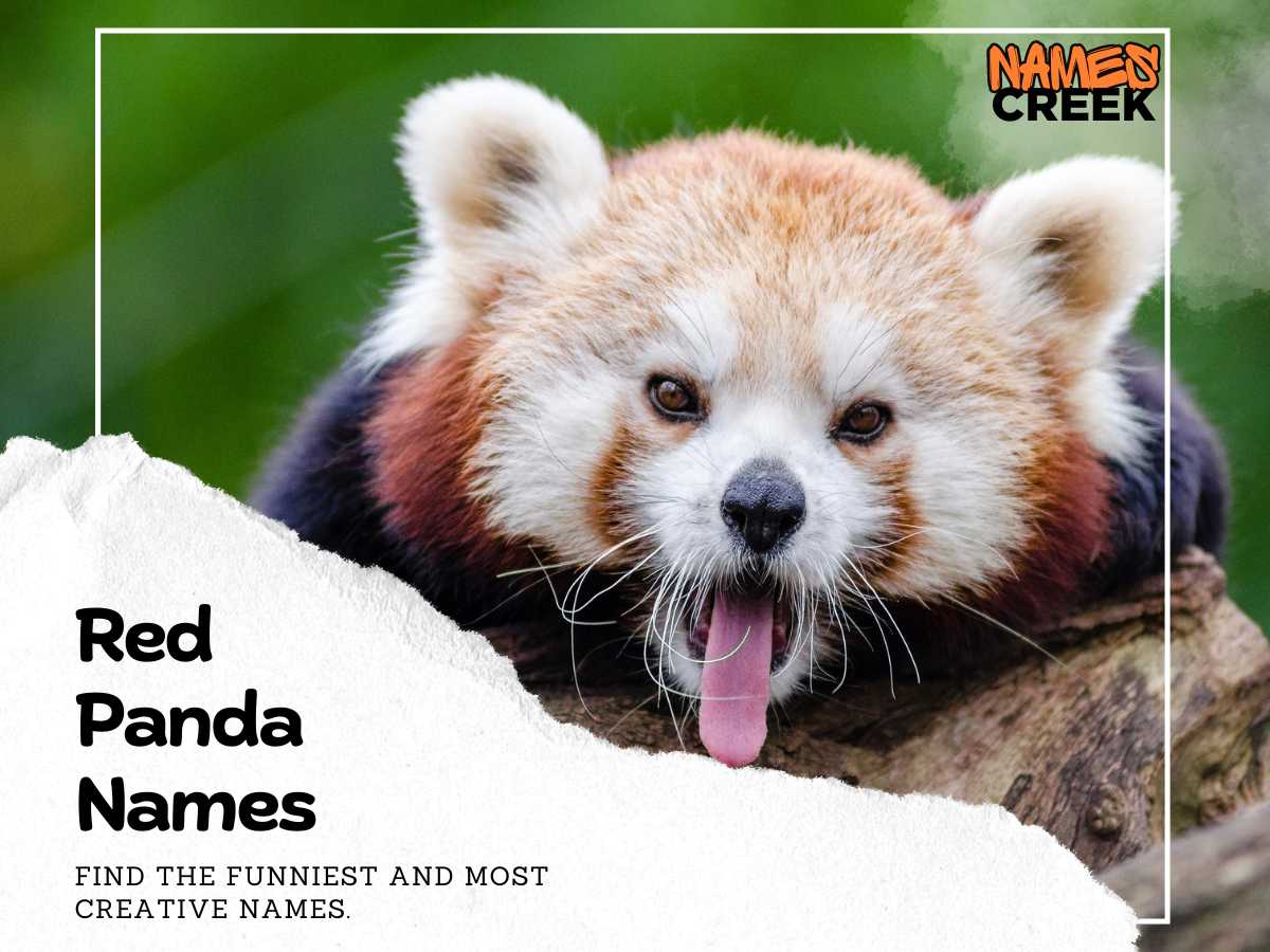 440 Adorable And Creative Red Panda Names For Your Cute Companion Ai