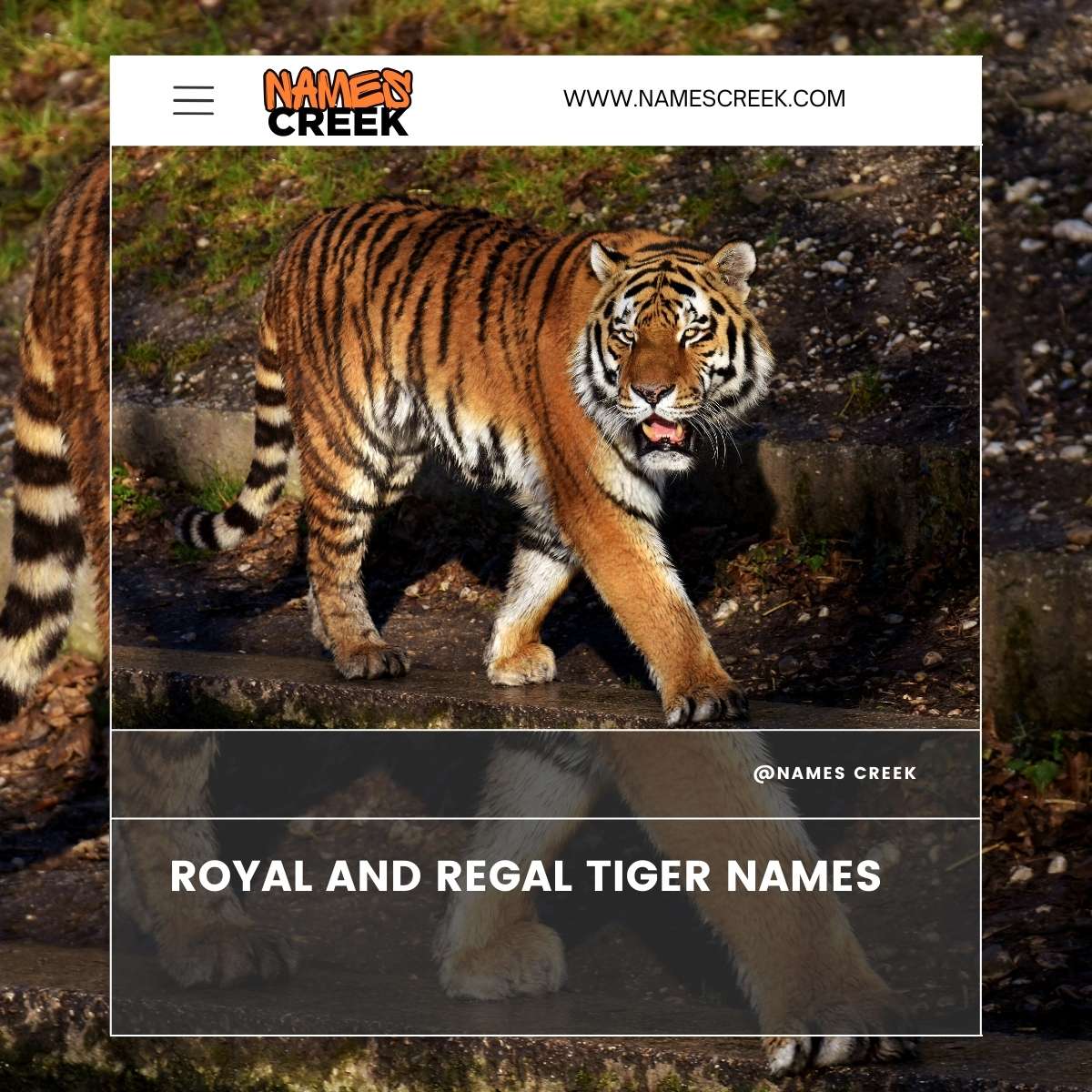 500 Best Tiger Names For Your Fierce And Fabulous Feline With Ai Generator