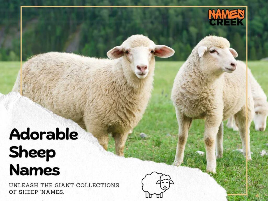 690+ Unique And Adorable Sheep Names For Your Flock