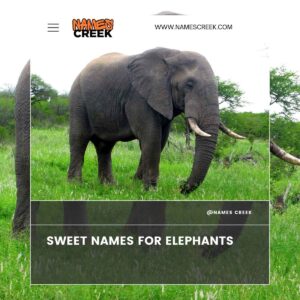 160 Funny Elephant Names : Get Ready To Laugh Out Loud! (With Generator)