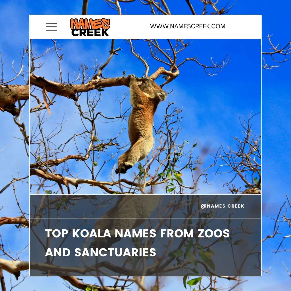 520 Best Koala Names: Creative Ideas For Naming Your Pet + Ai Generator