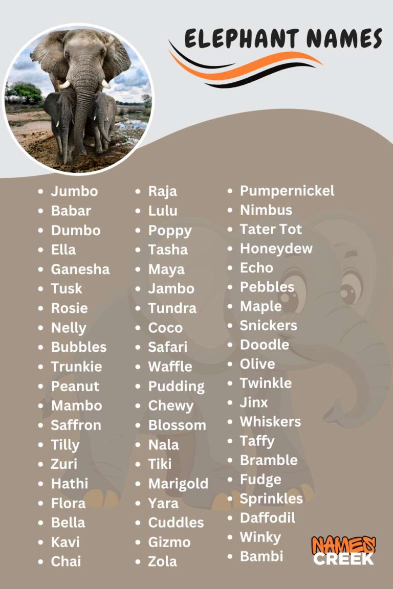 160 Funny Elephant Names : Get Ready To Laugh Out Loud! (With Generator)