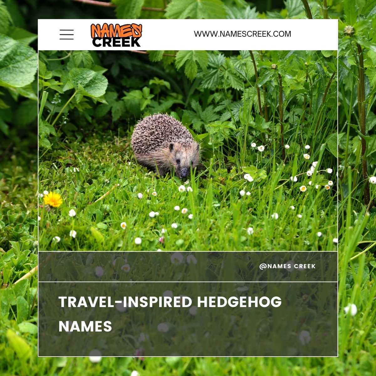 410+ Awesome Hedgehog Names