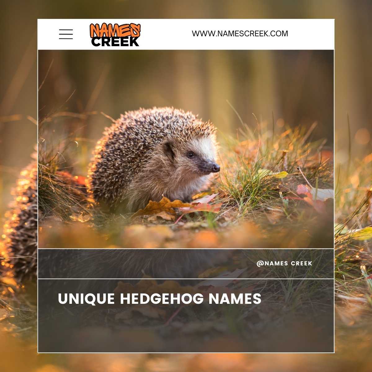 410+ Awesome Hedgehog Names