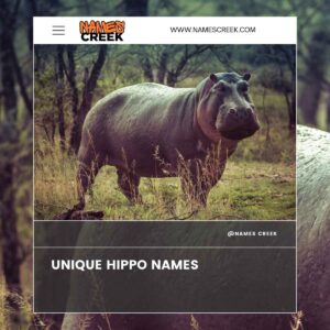 Top 400 Creative And Unique Hippo Names + Generator