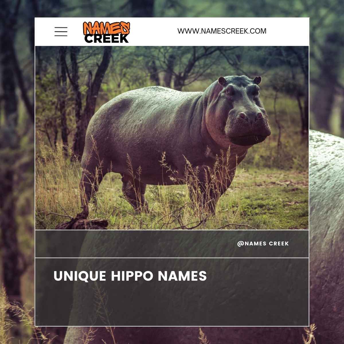 Top 400 Creative And Unique Hippo Names + Generator