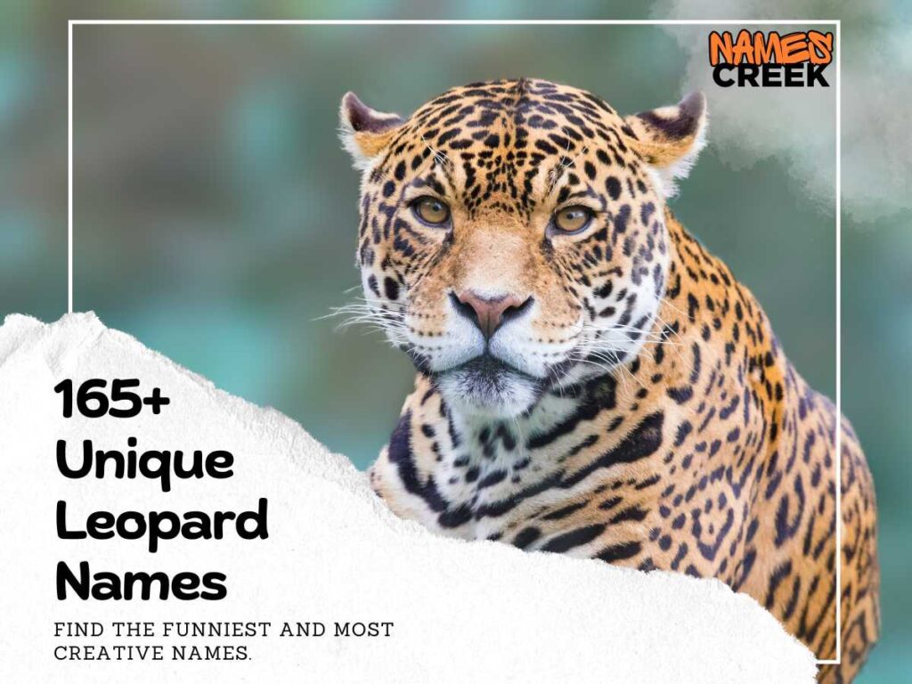165+ Cool And Unique Leopard Names For Your Wild Cat