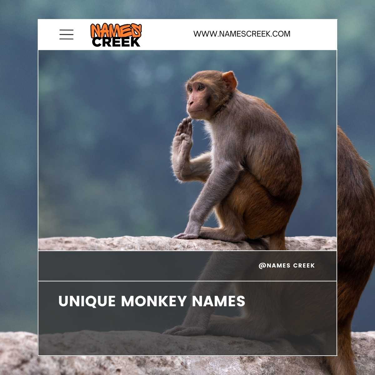 670+ Monkey Names: Unique Ideas For Naming Your Pet Monkey