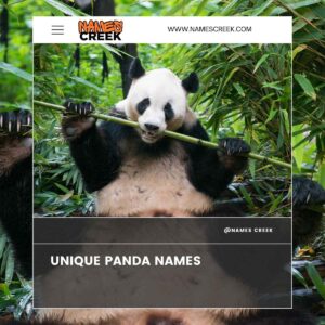 400+ Unique Panda Names To Choose For Your Adorable Furry Friend +Generator