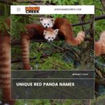 440 Adorable And Creative Red Panda Names For Your Cute Companion + Ai ...