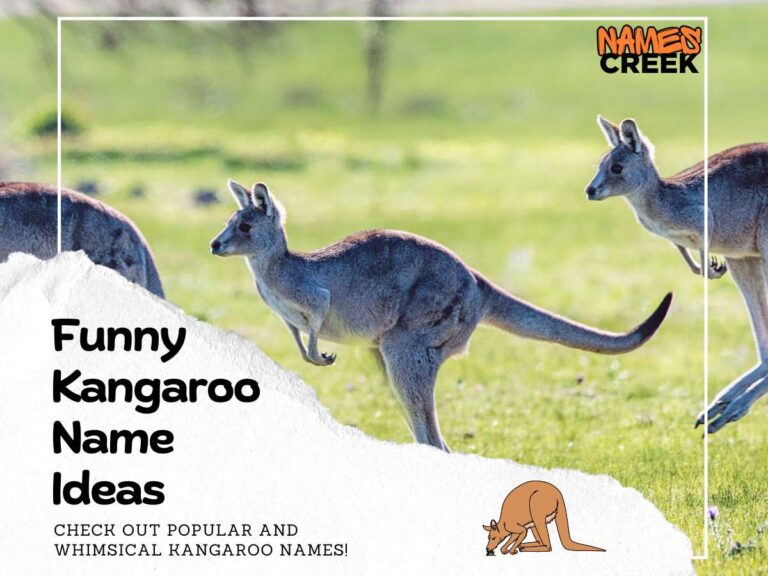 460 Unique And Funny Kangaroo Names + Ai Generator