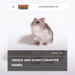 160+ Hamster Names: Cute, Funny And Unique Ideas