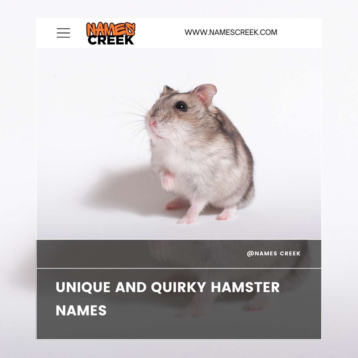 160+ Hamster Names: Cute, Funny And Unique Ideas