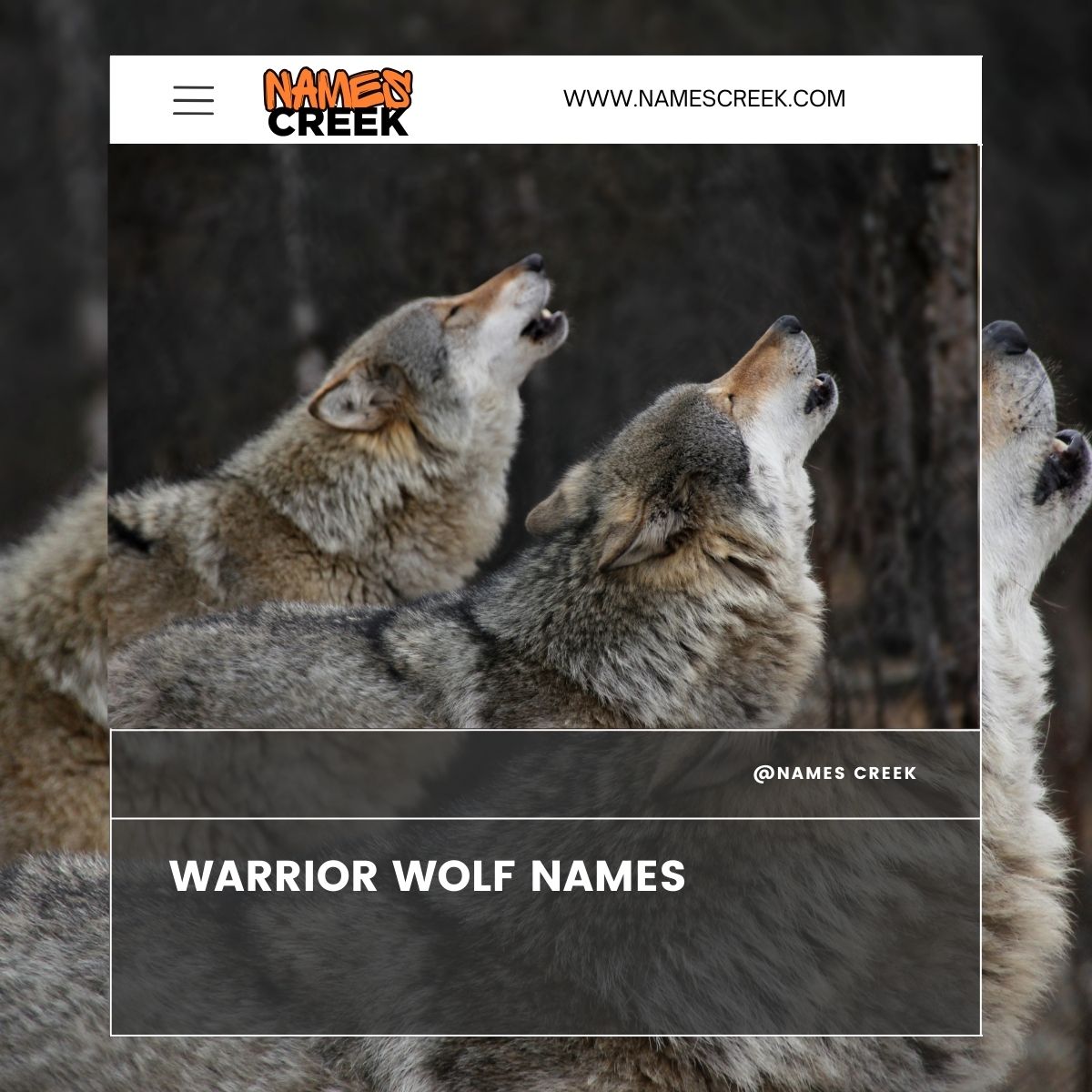 250 Wolf Names: Strong, Unique, And Unforgettable + AI Generator