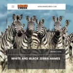 365 Unique Zebra Names For Your Striped Friends With AI Generator